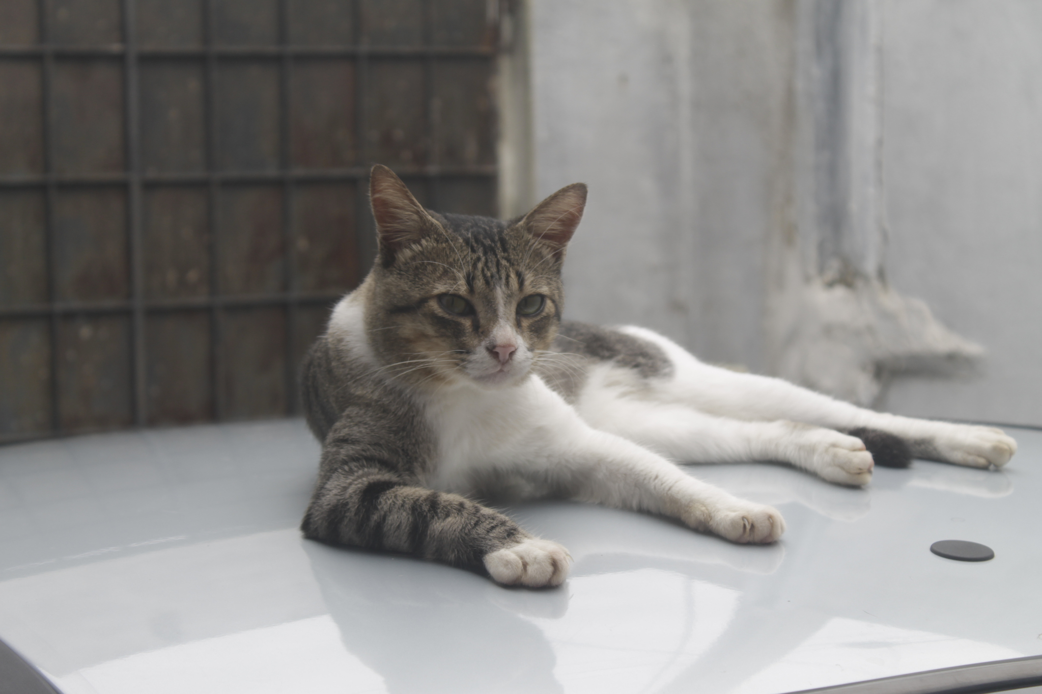 Brazilian Shorthair Cat Breed Information & Characteristics
