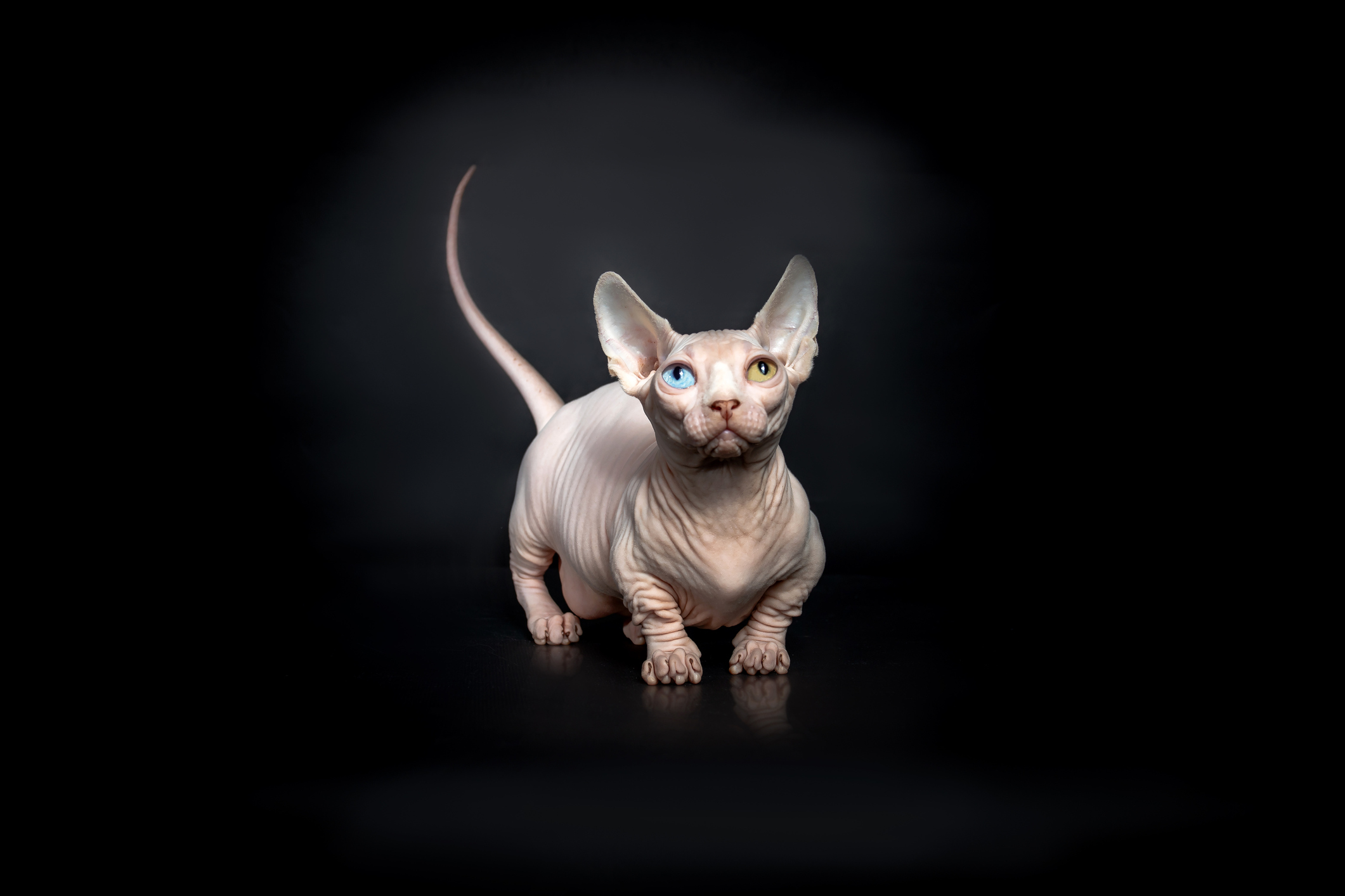 Bambino Mixed Cat Breed Information & Characteristics