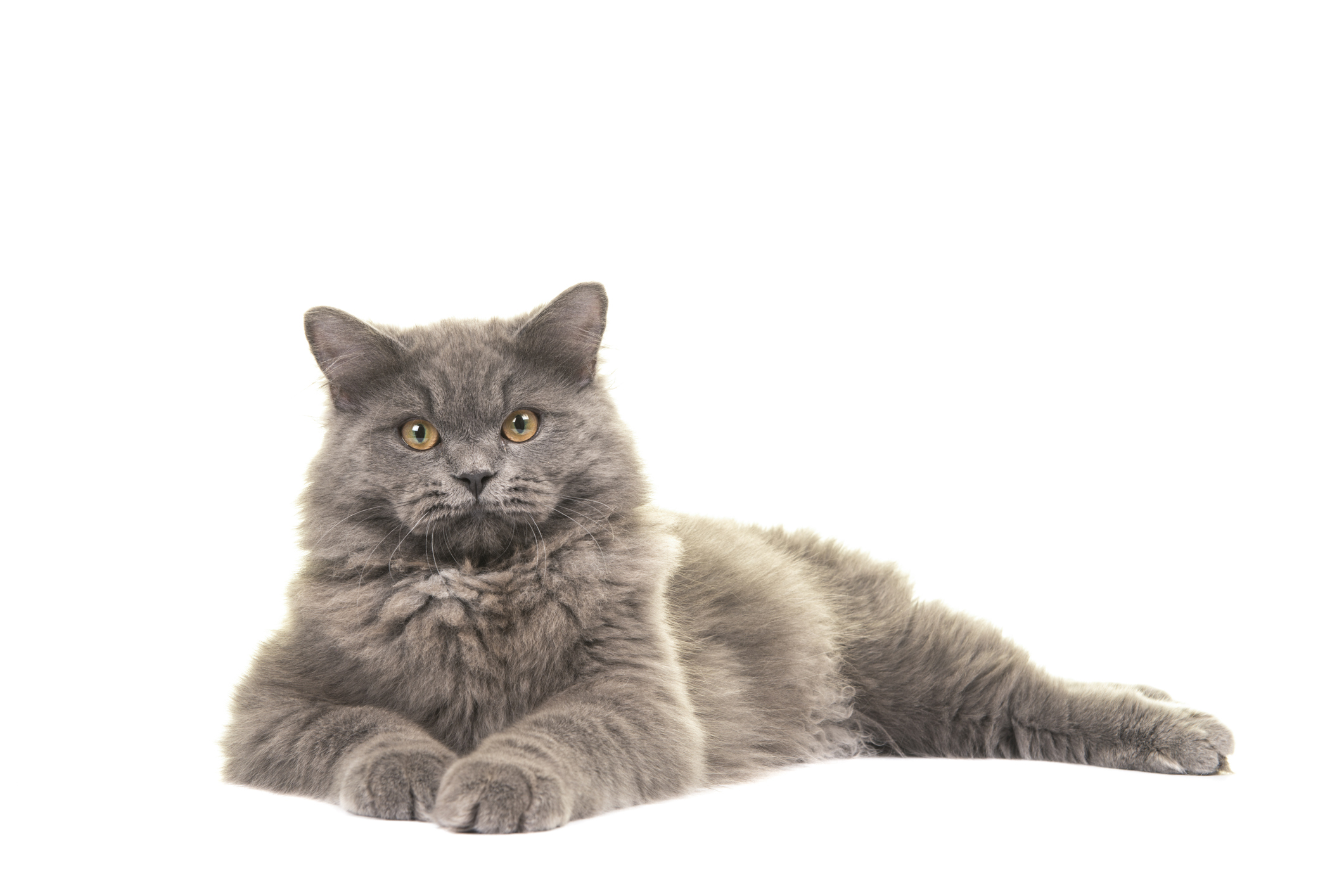British Longhair Mixed Cat Breed Information & Characteristics