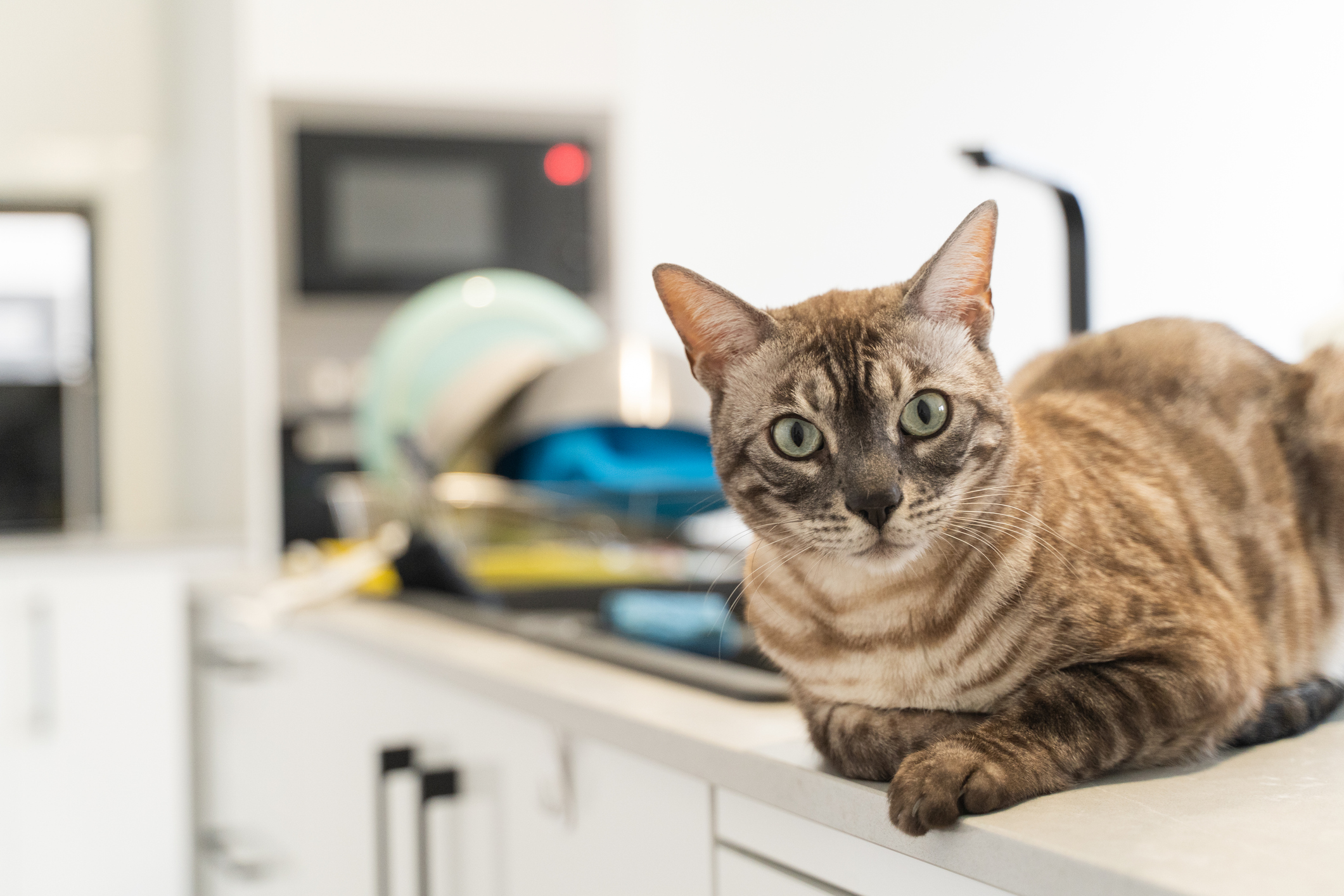 Australian Mist Cat Breed Information & Characteristics