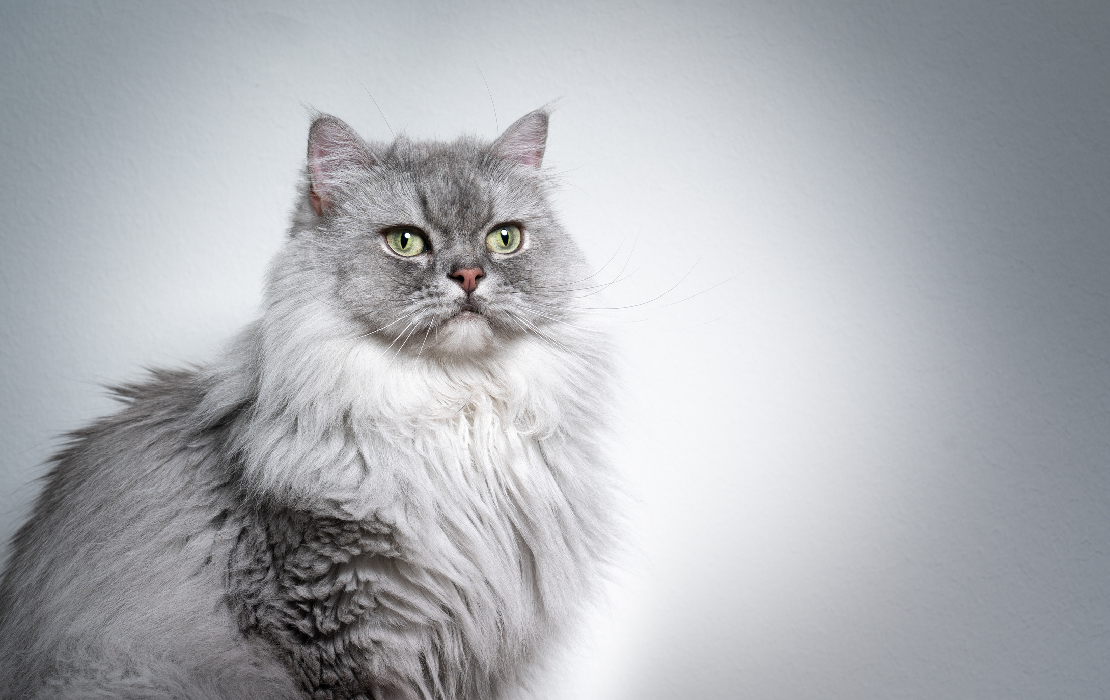 British Longhair Mixed Cat Breed Information & Characteristics