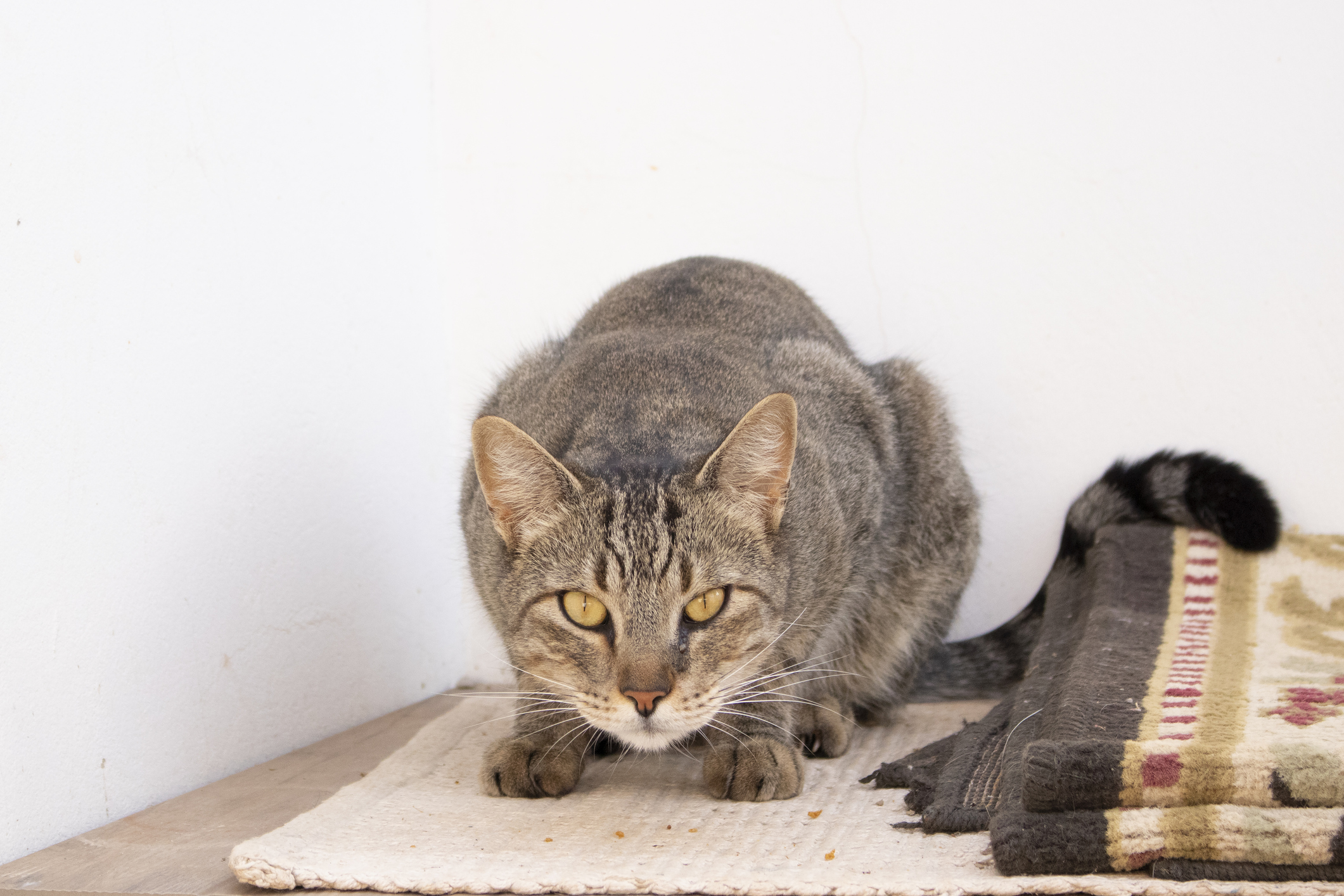 European Shorthair Cat Breed Information & Characteristics