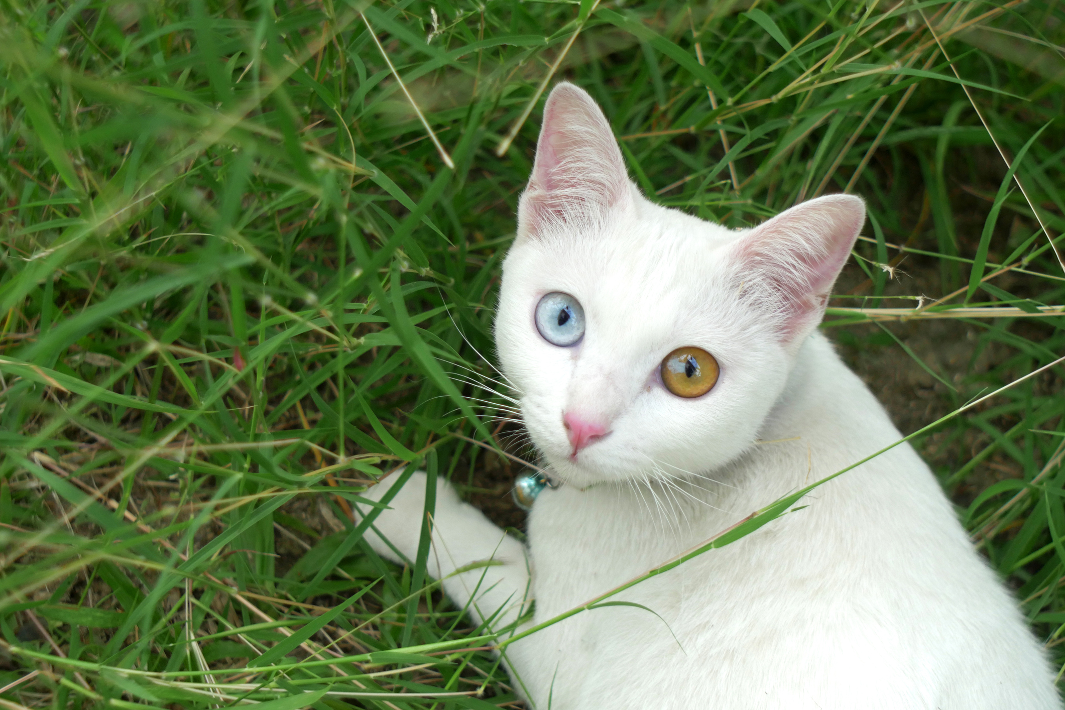 Khao Manee Cat Breed Information & Characteristics