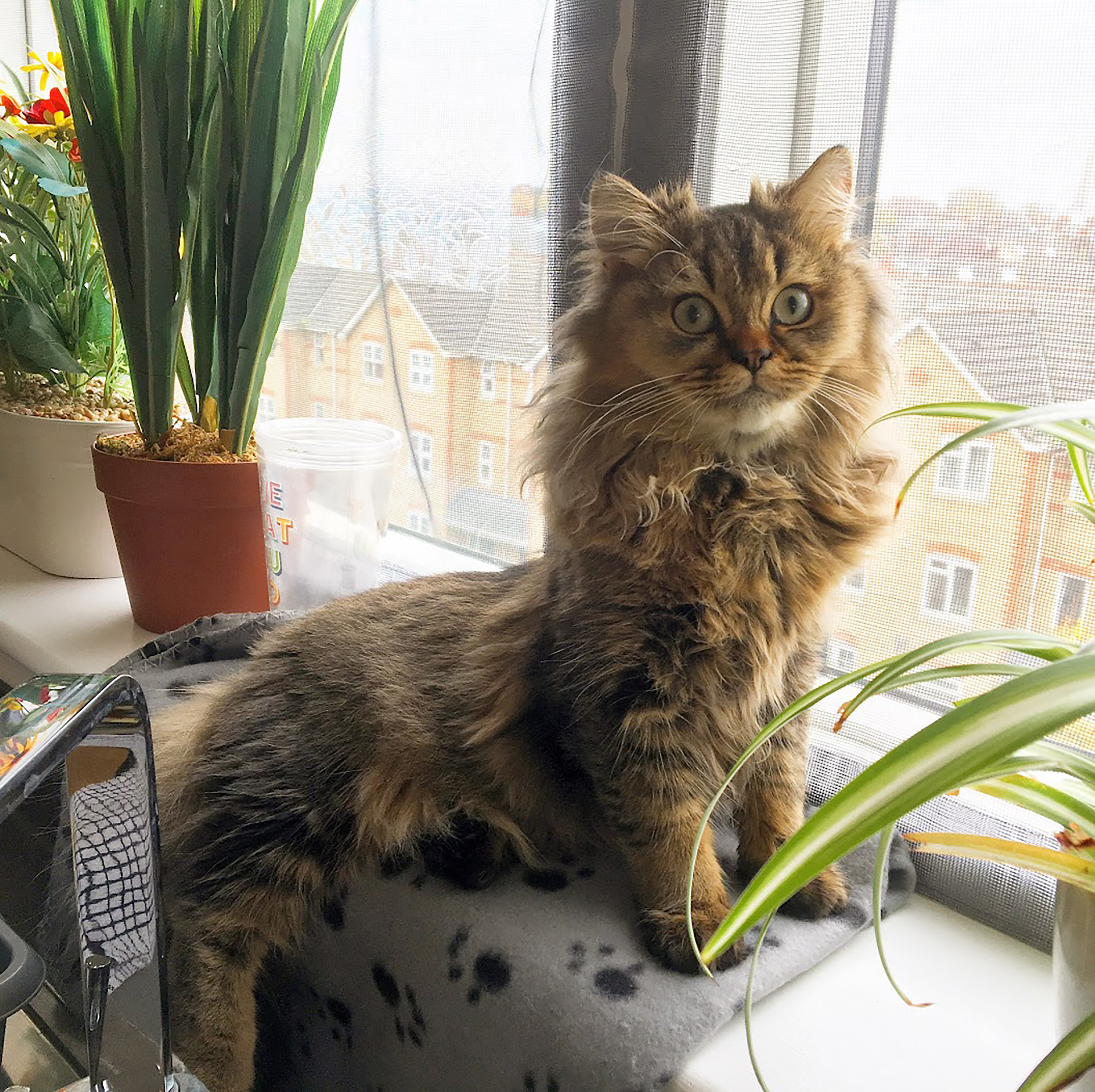 Napoleon Cat Breed Information & Characteristics
