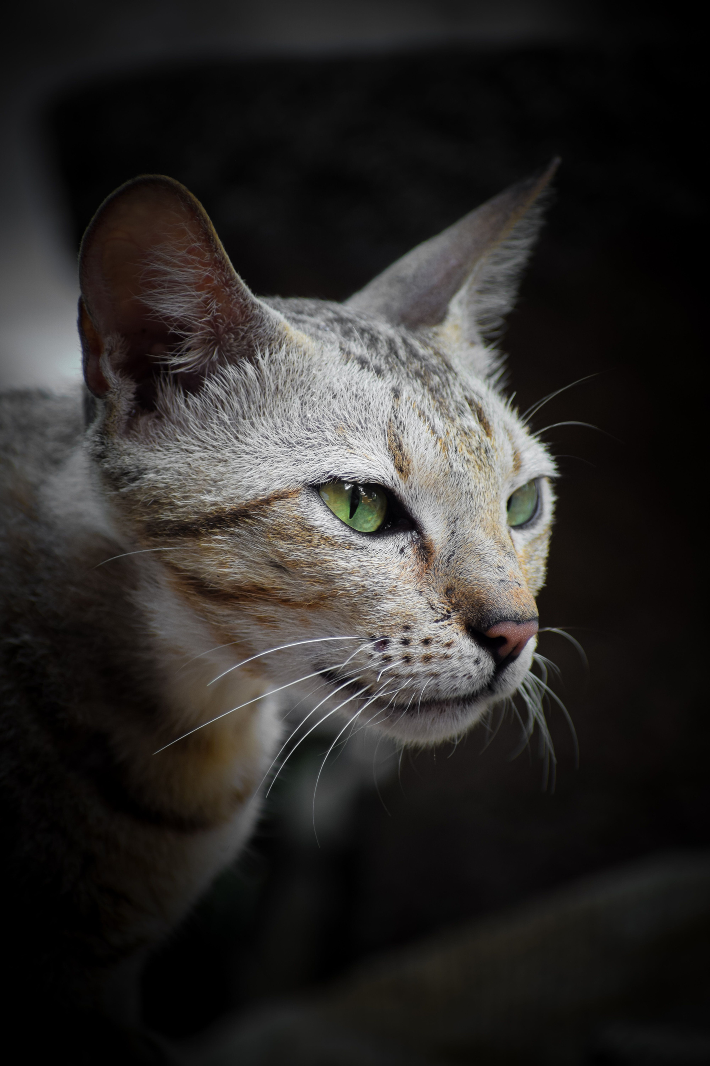 Australian Mist Cat Breed Information & Characteristics