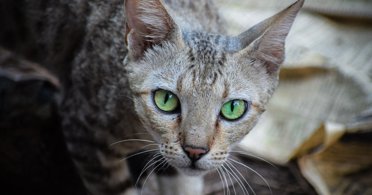 Australian Mist Cat Breed Information & Characteristics