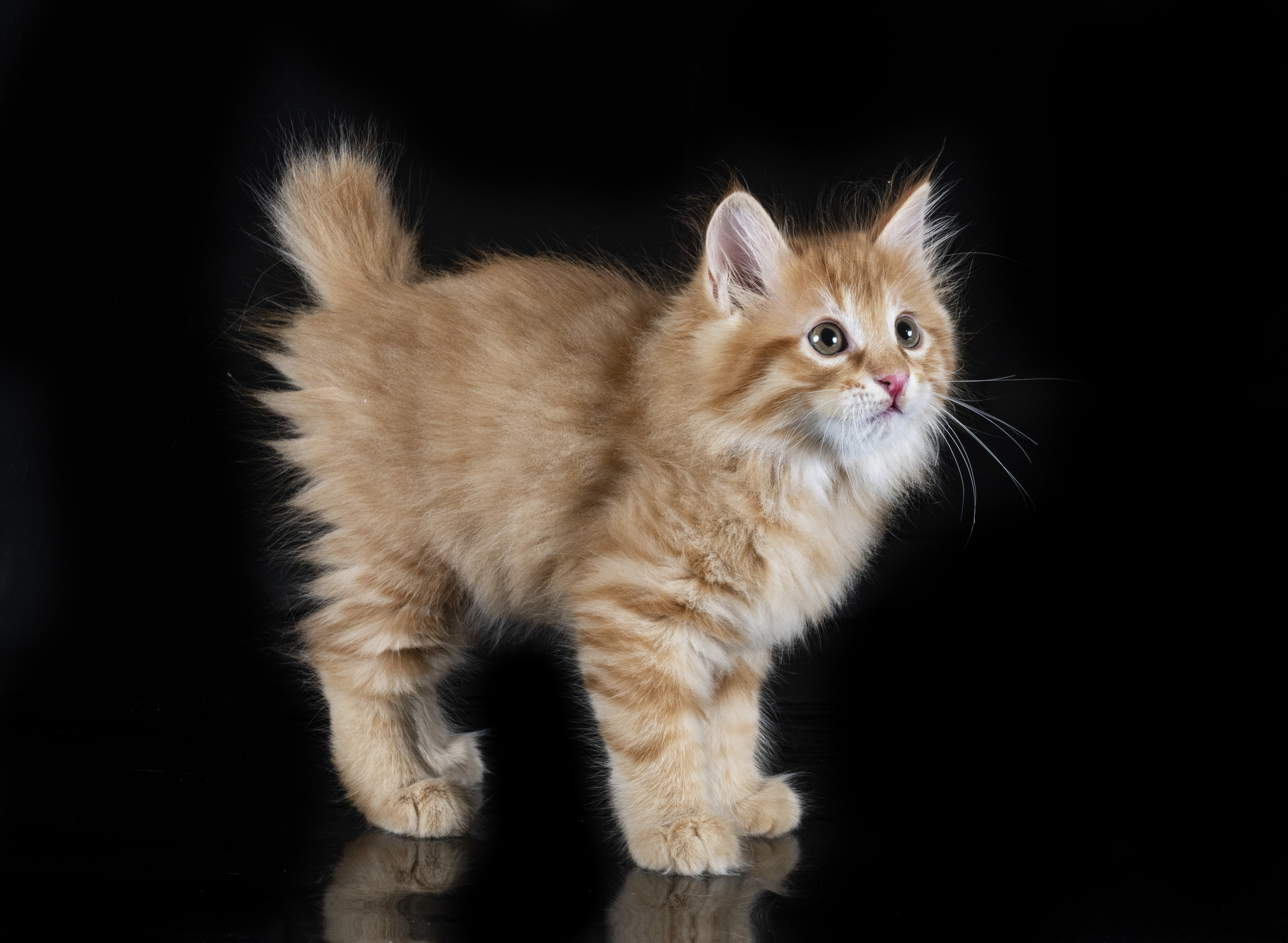 Kurilian Bobtail Cat Breed Information & Characteristics