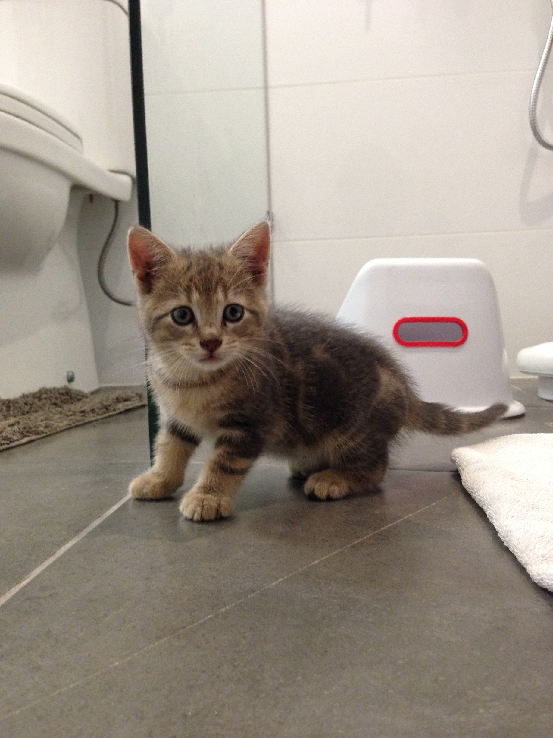 Australian Mist Cat Breed Information & Characteristics