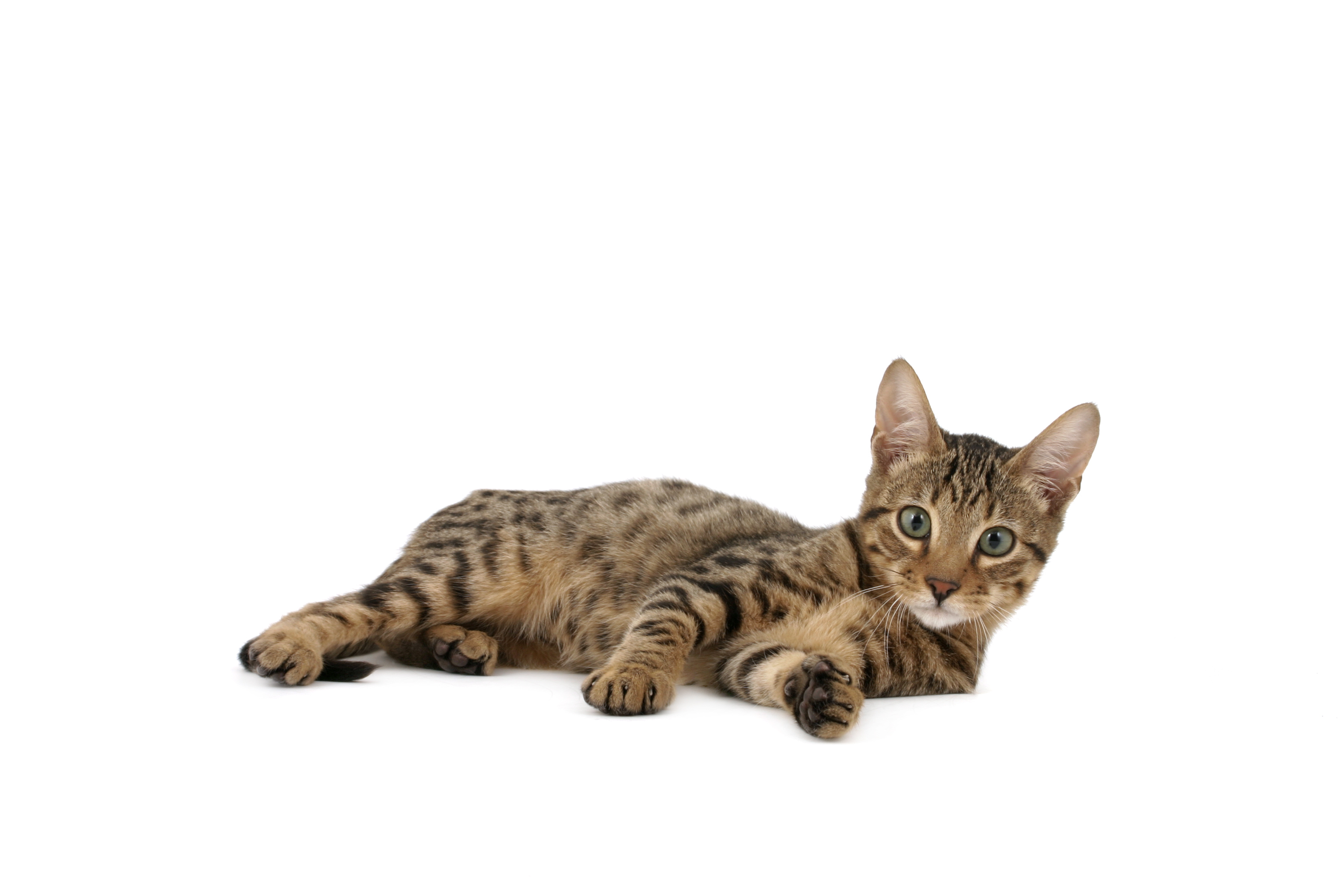 Serengeti Mixed Cat Breed Information & Characteristics