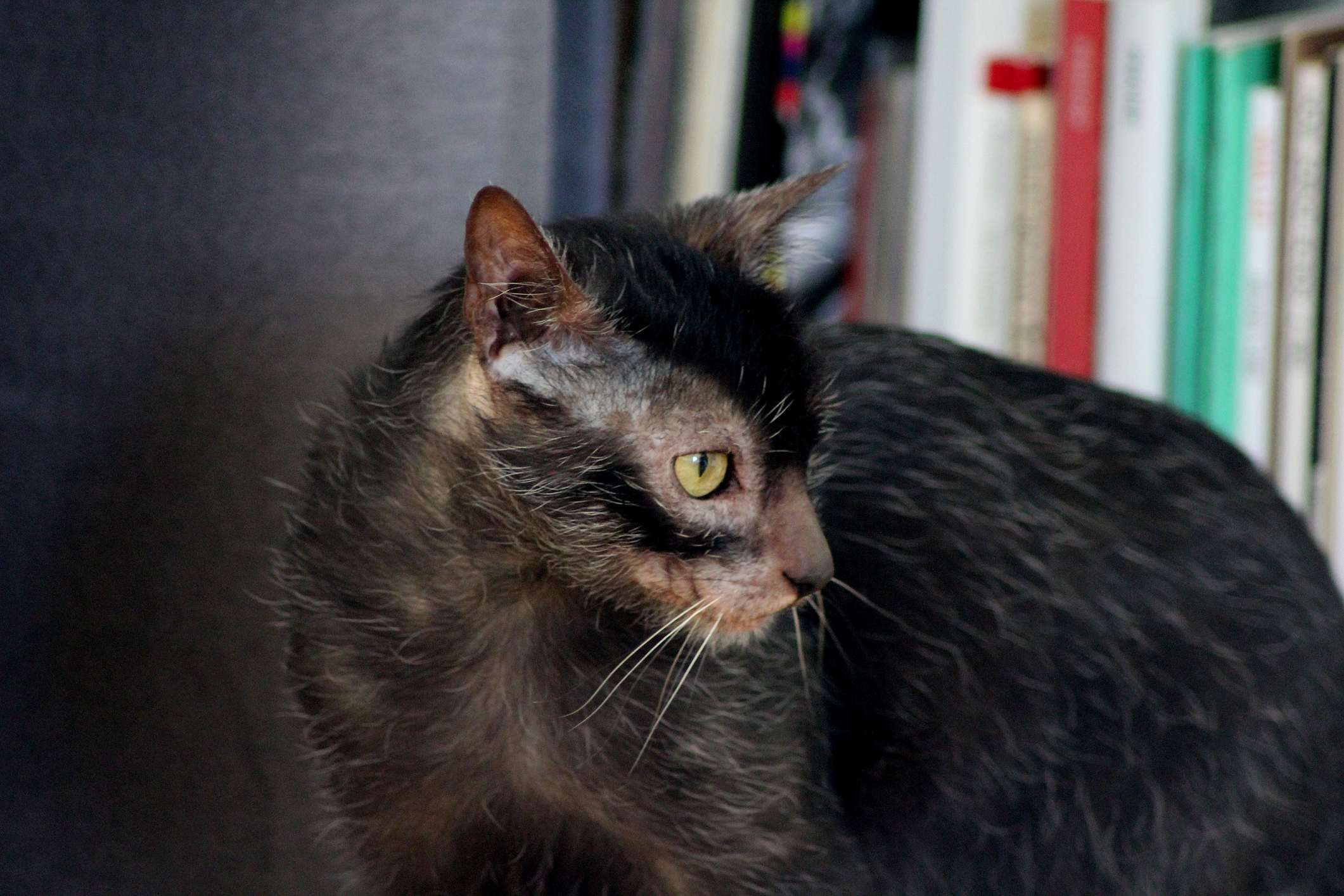 Lykoi Cat Breed Information & Characteristics