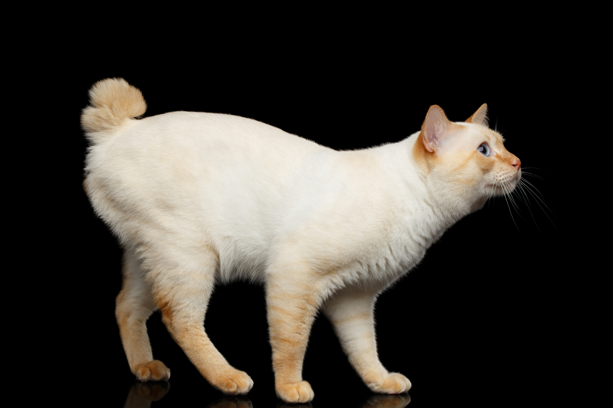 Mekong Bobtail Cat Breed Information & Characteristics