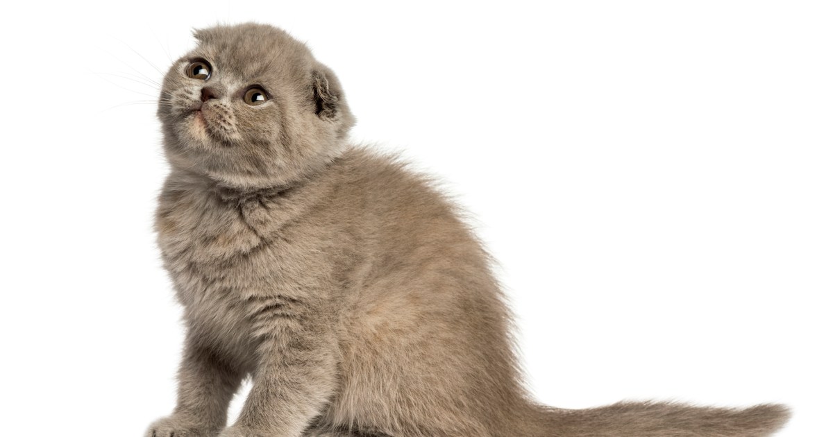 Foldex Mixed Cat Breed Information & Characteristics