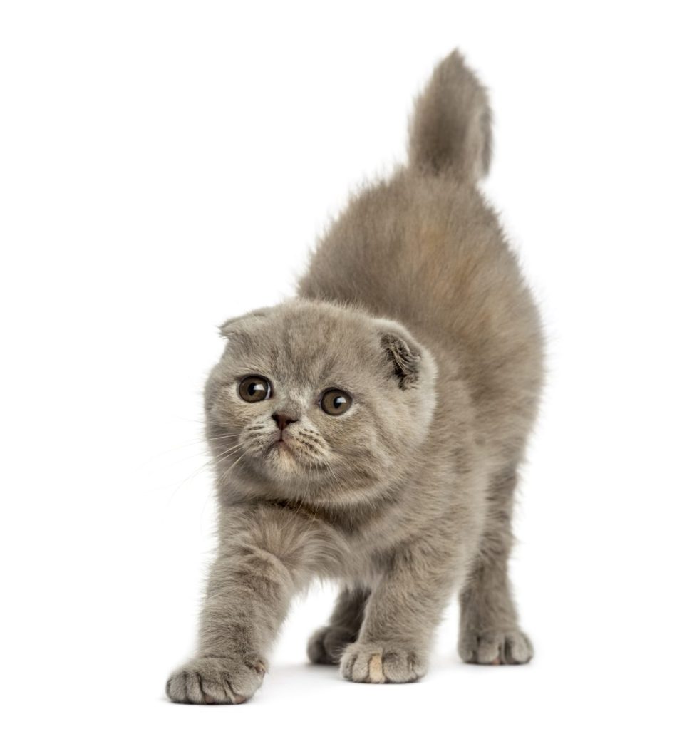Foldex Mixed Cat Breed Information & Characteristics