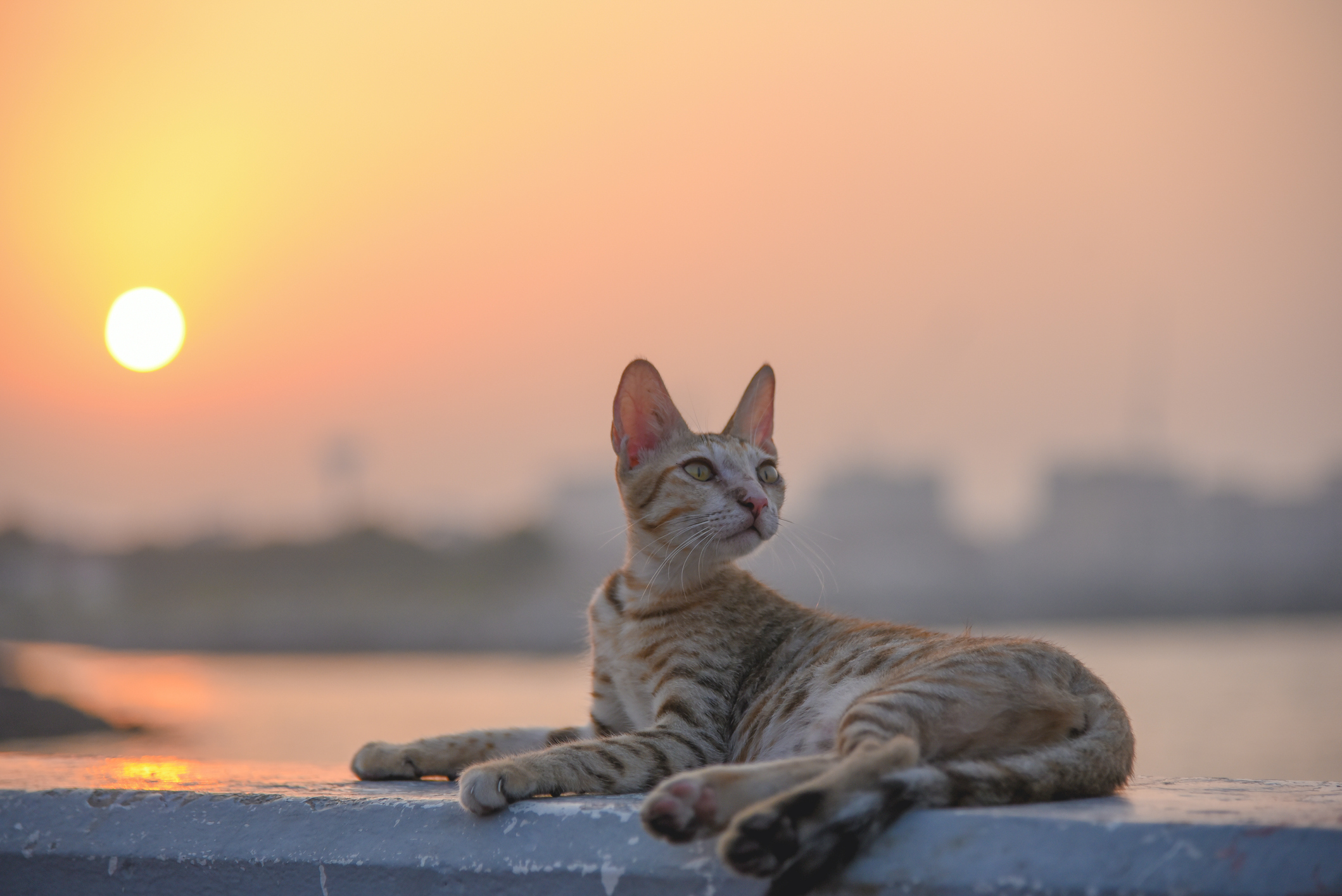 Arabian Mau Cat Breed Information & Characteristics