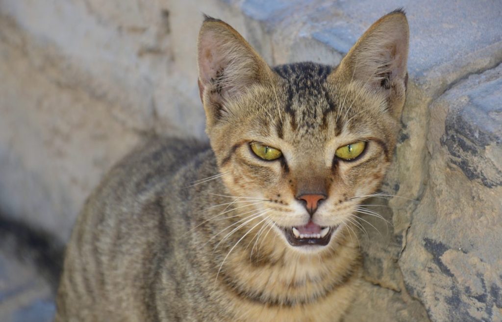 Arabian Mau Cat Breed Information & Characteristics