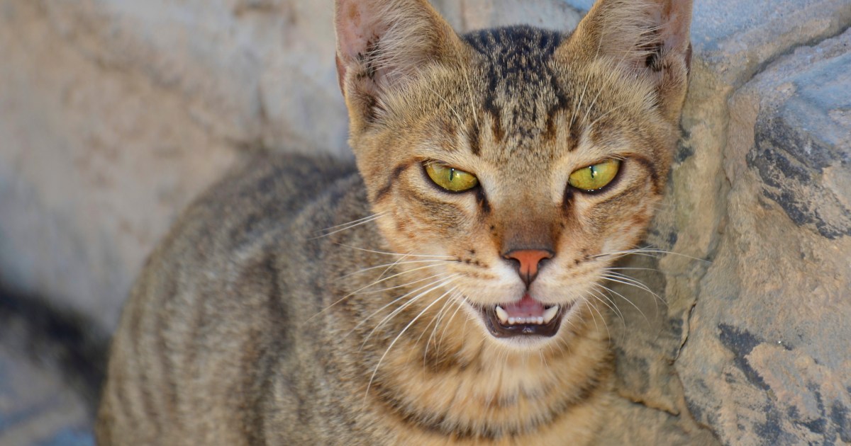 Arabian Mau Cat Breed Information & Characteristics