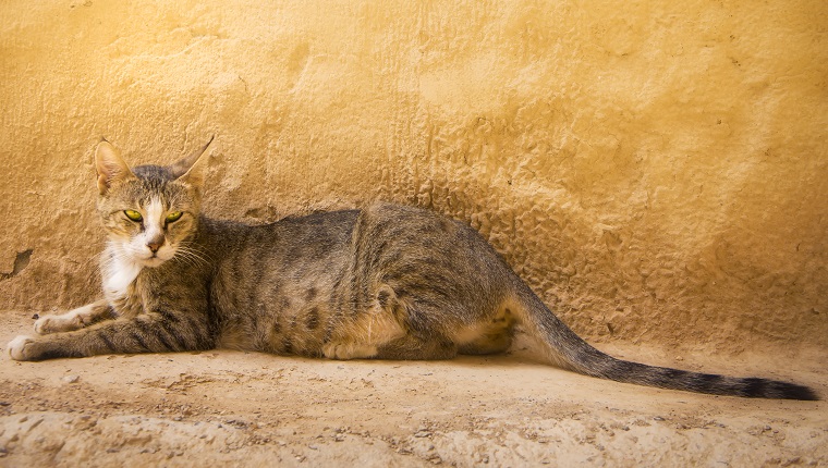 Arabian Mau Cat Breed Pictures, Characteristics, & Facts