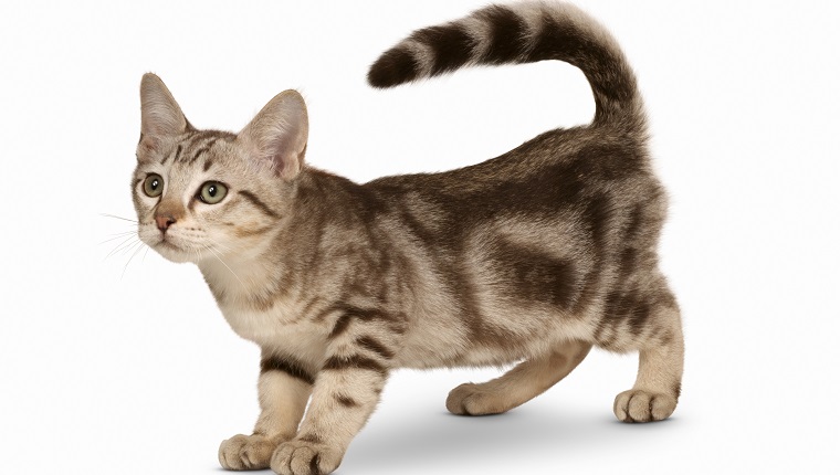 Cat Breeds - Types of Cats