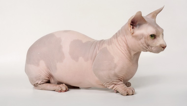 Cat Breeds - Types of Cats