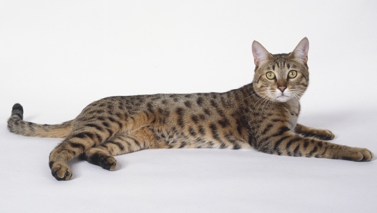 California Spangled Mixed Cat Breed Information & Characteristics