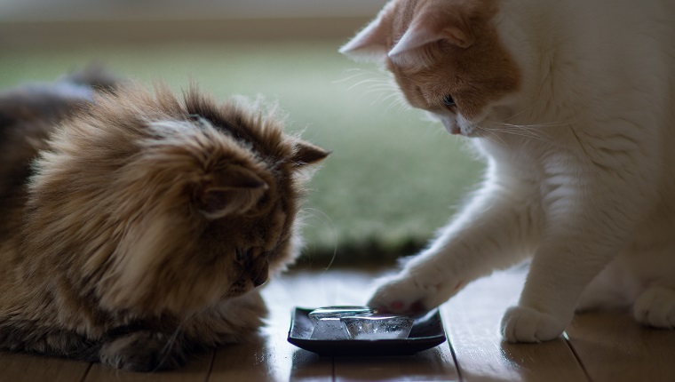 Can Cats Eat Ice? Is Ice Safe For Cats? - CatTime