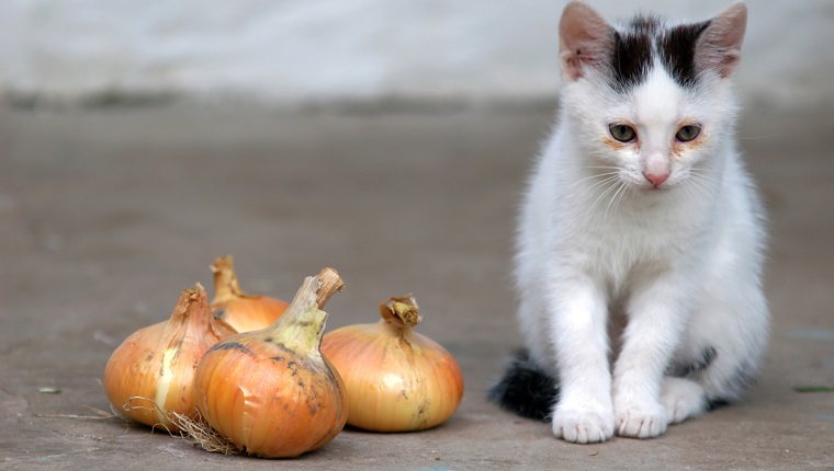 Can Cats Eat Onions? Are Onions Safe For Cats? - CatTime