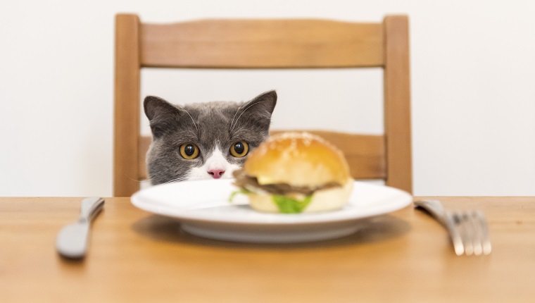 Can Cats Eat Pickles? Are Pickles Safe For Cats? - CatTime