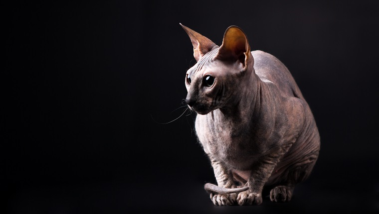 Donskoy Cat Breed Pictures, Characteristics, & Facts