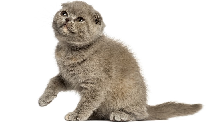 Foldex Mixed Cat Breed Pictures, Characteristics, & Facts