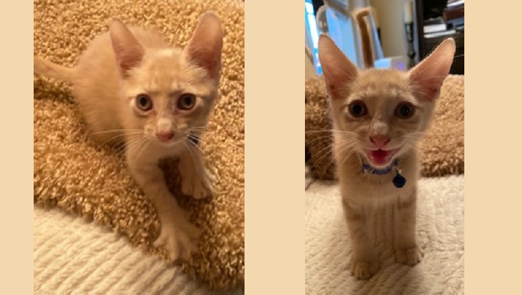 German Rex Cat Breed Information & Characteristics