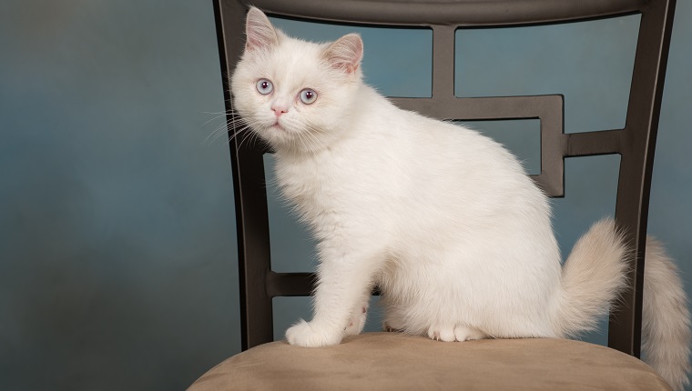 Napoleon Mixed Cat Breed Pictures, Characteristics, & Facts
