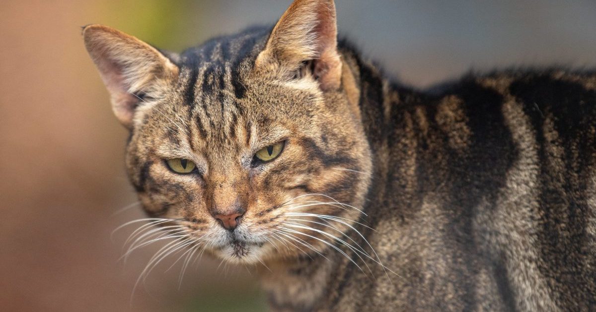 Sokoke Cat Breed Information & Characteristics