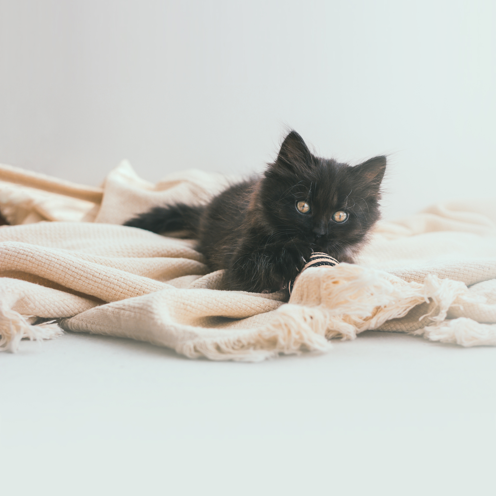 York Chocolate Cat Breed Information & Characteristics