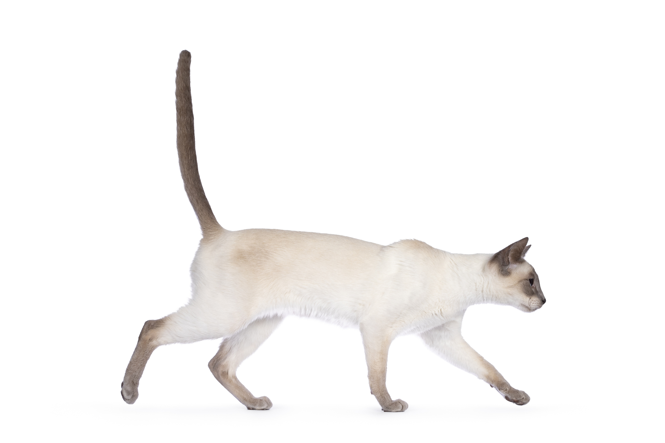 Thai Lilac Cat Breed Information & Characteristics
