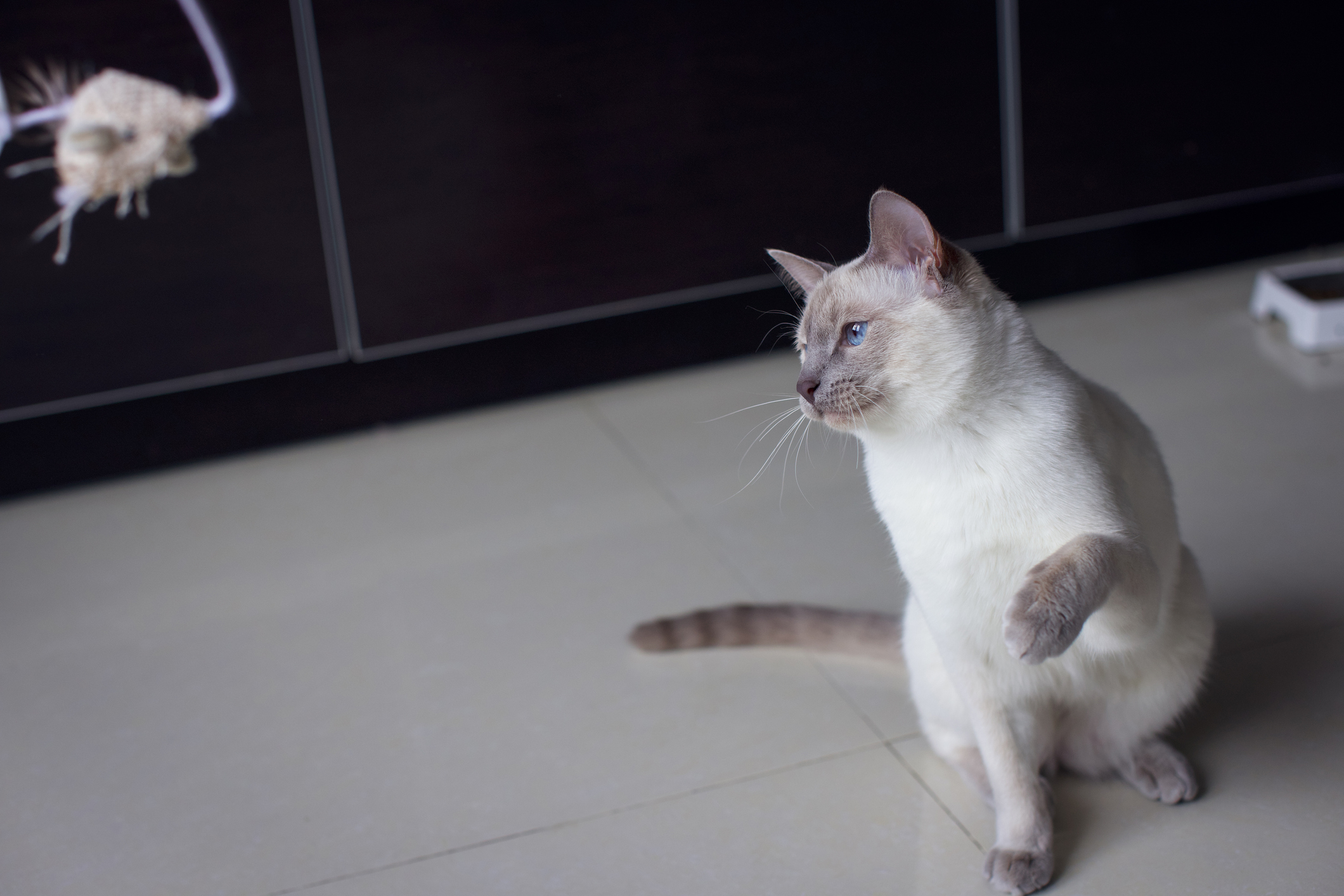 Thai Lilac Cat Breed Information & Characteristics