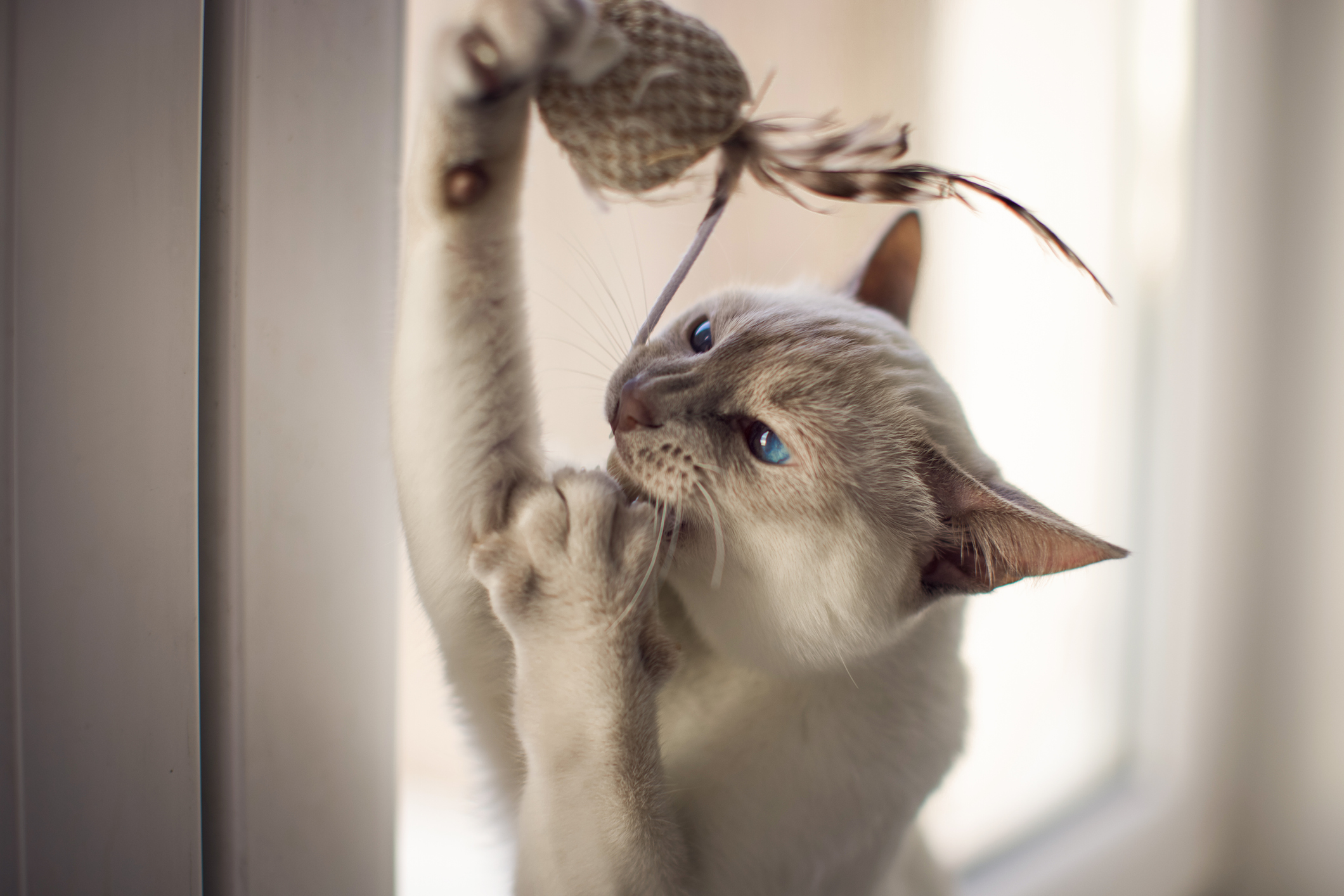 Thai Lilac Cat Breed Information & Characteristics