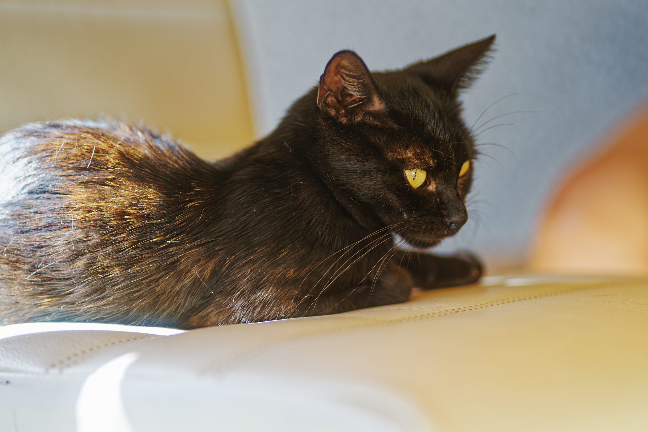 York Chocolate Cat Breed Information & Characteristics