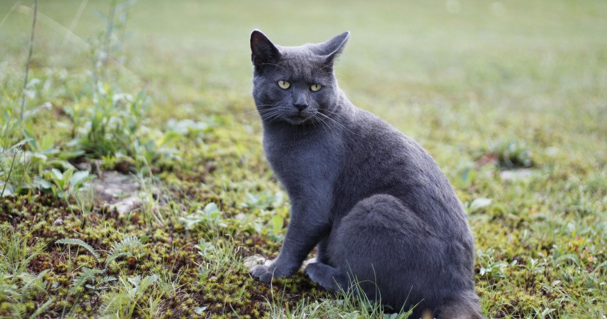 Raas Cat Breed Information & Characteristics