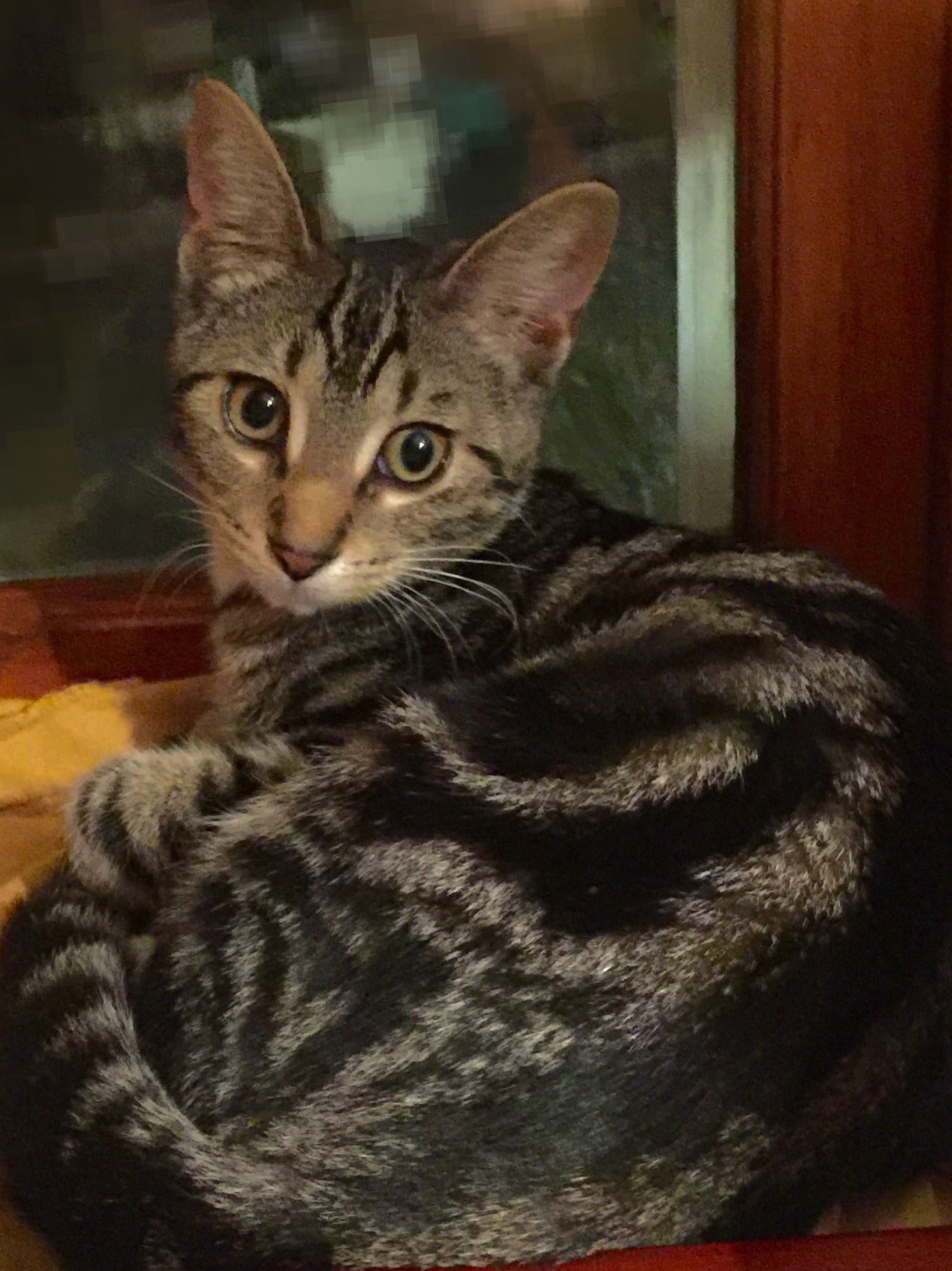 Sokoke Cat Breed Information & Characteristics