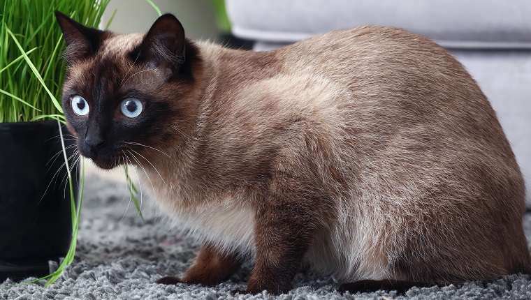 Thai Cat Breed Pictures, Characteristics, & Facts