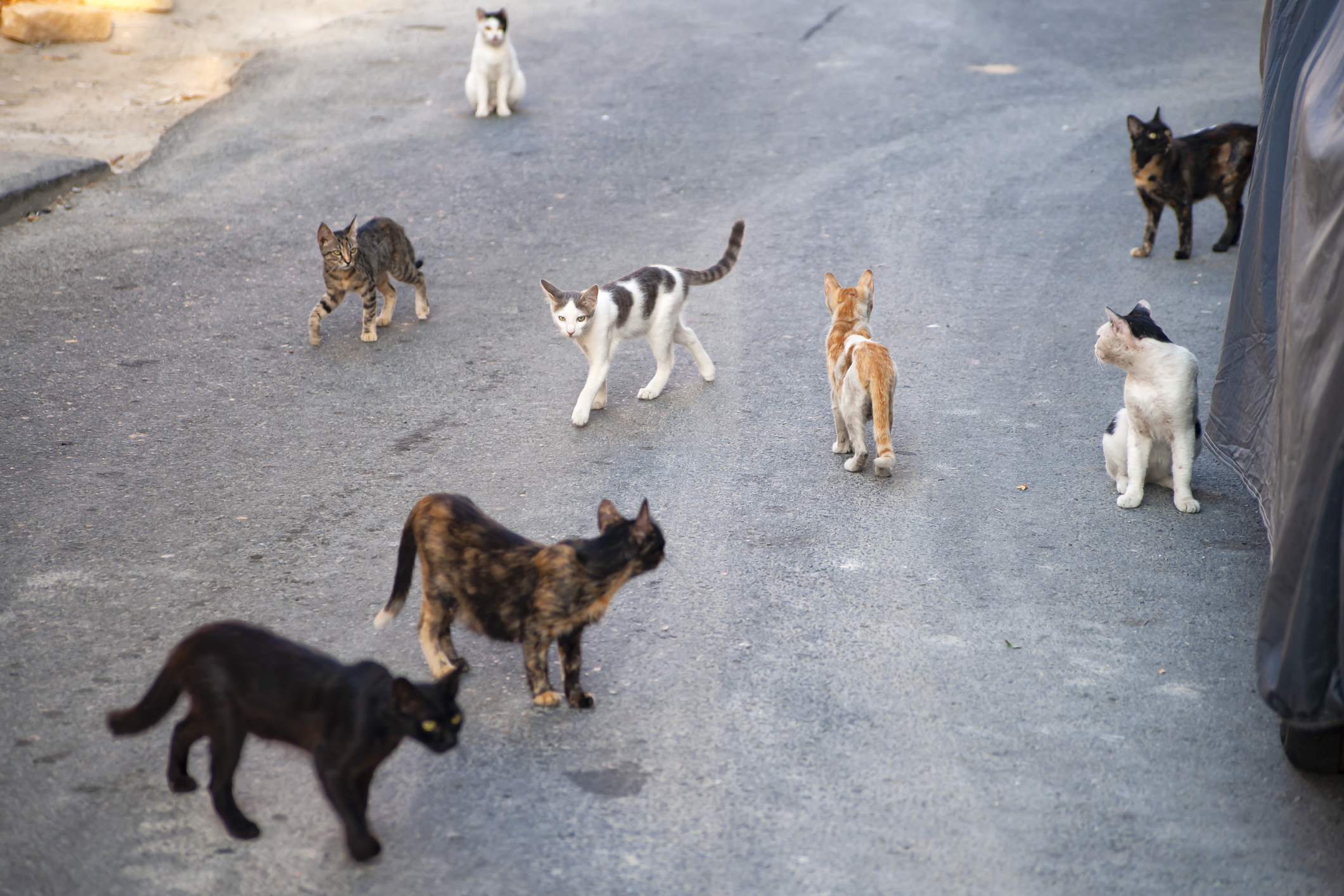 Cyprus Cat Breed Information & Characteristics