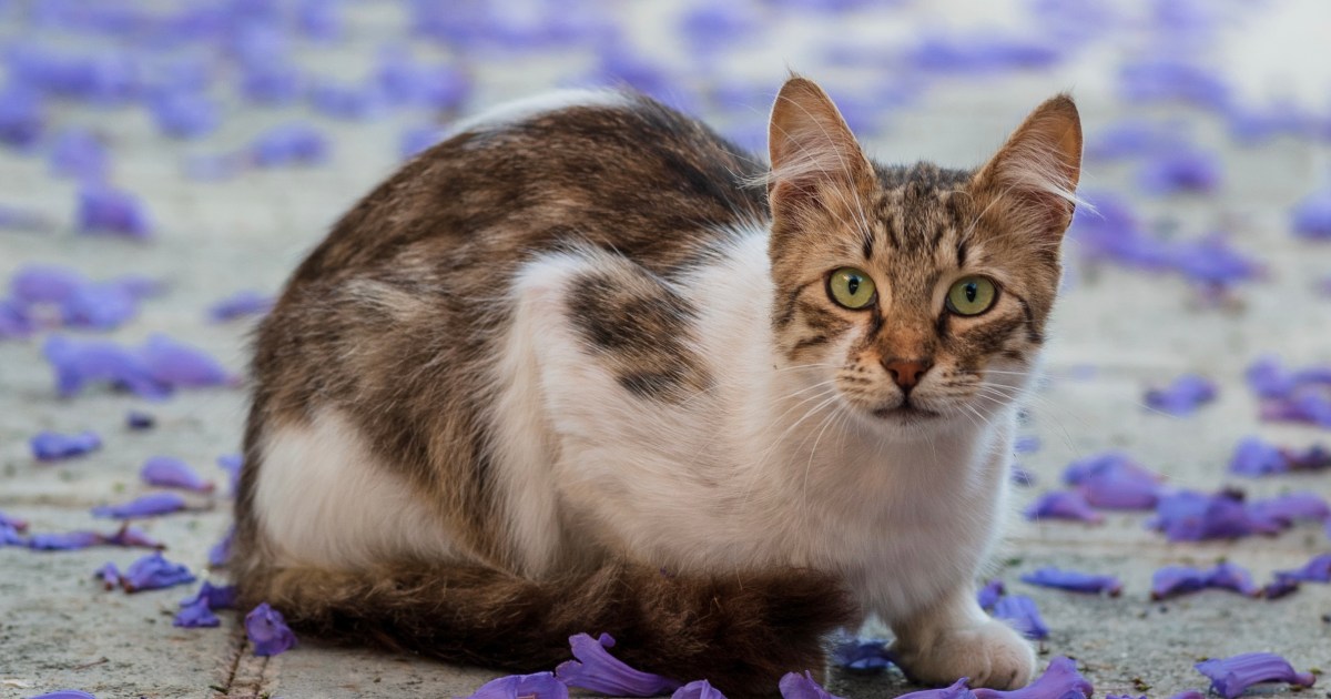Cyprus Cat Breed Information & Characteristics