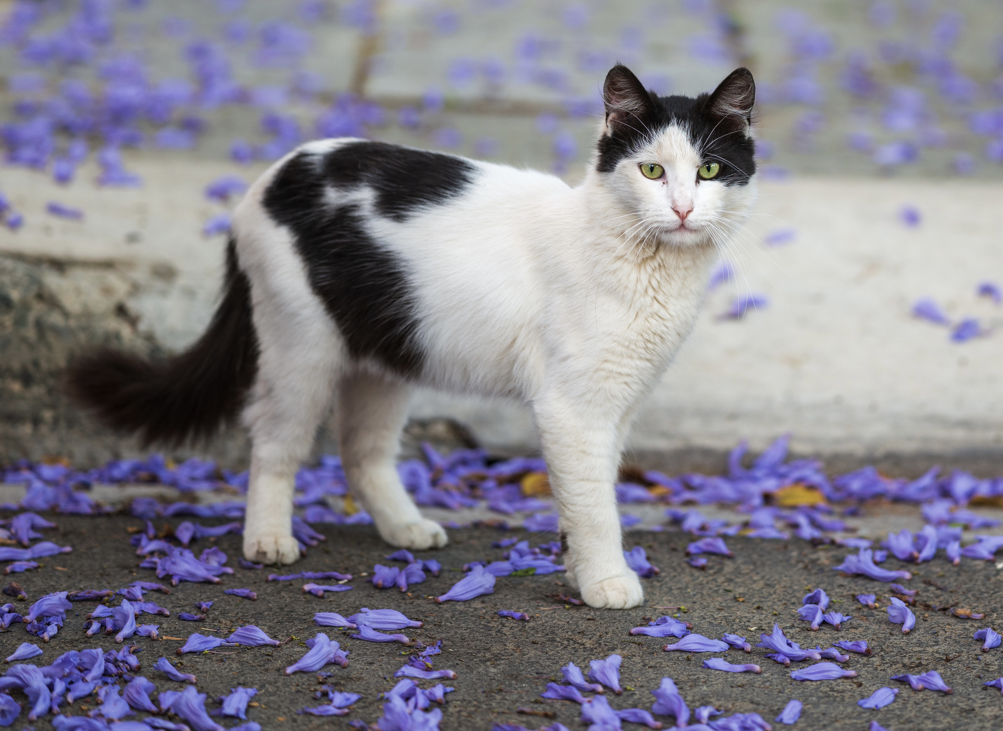 Cyprus Cat Breed Information & Characteristics