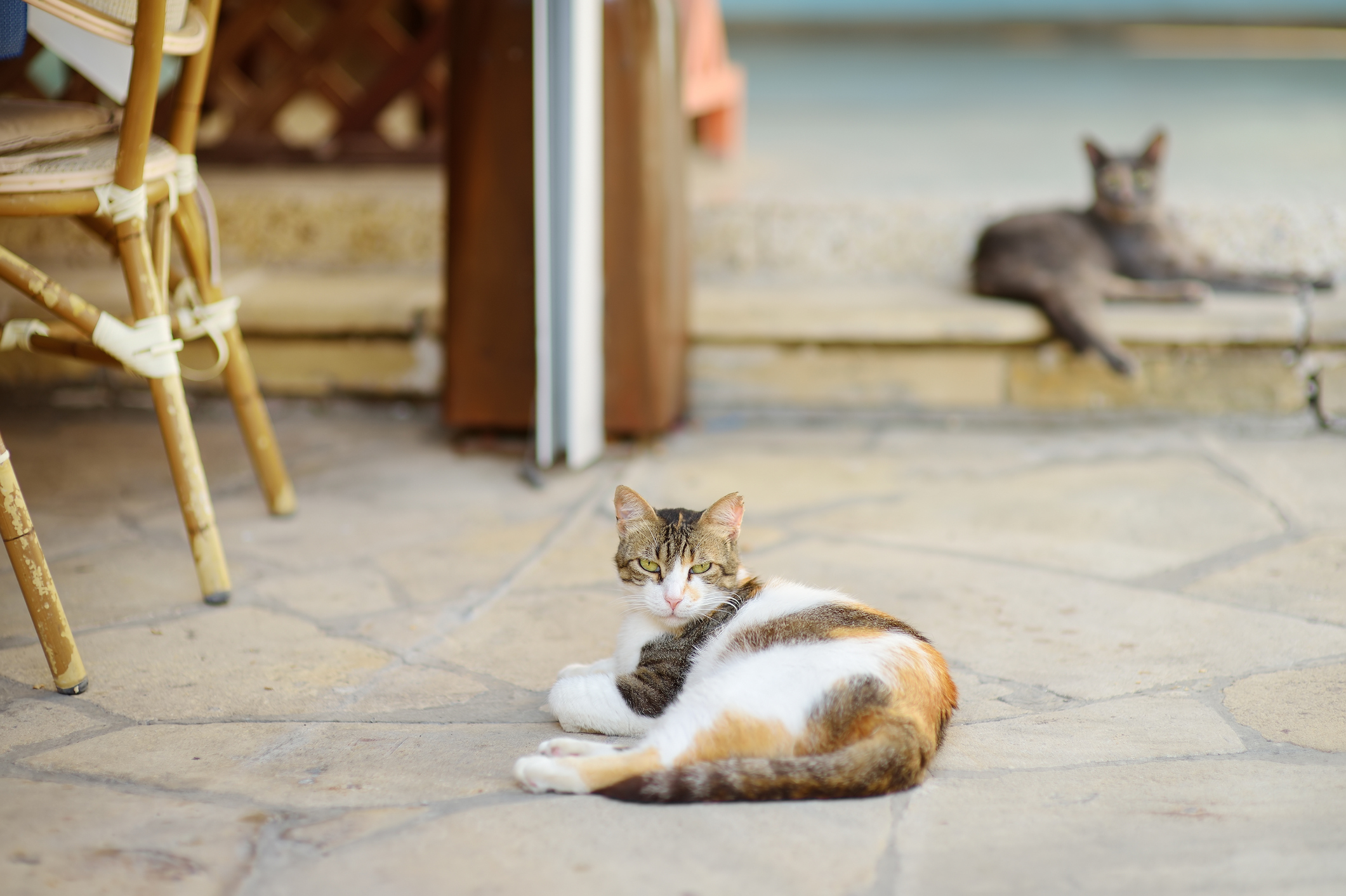 Cyprus Cat Breed Information & Characteristics
