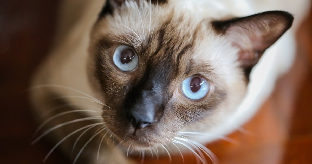 Thai Cat Breed Information & Characteristics