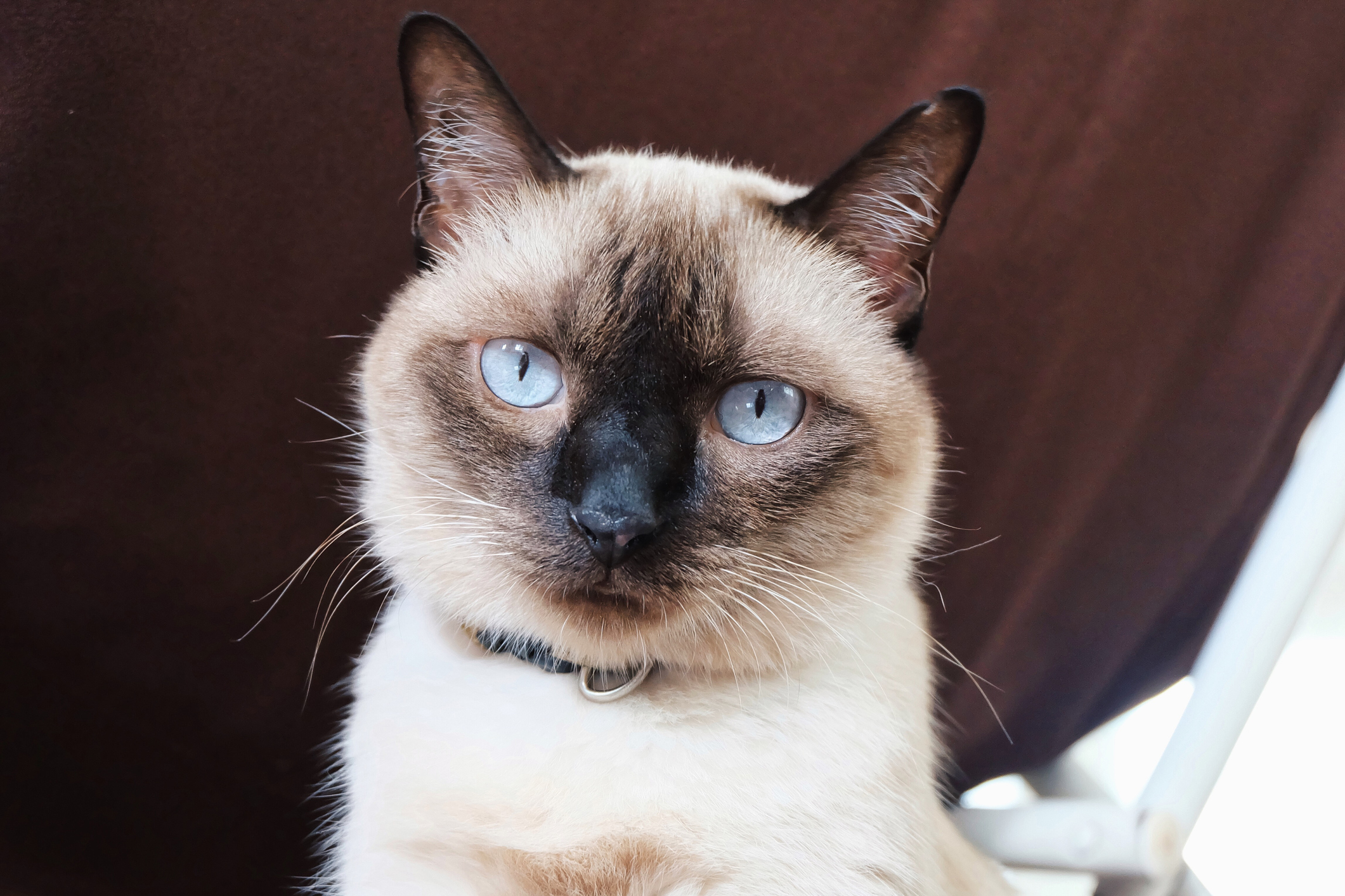 Thai Cat Breed Information & Characteristics