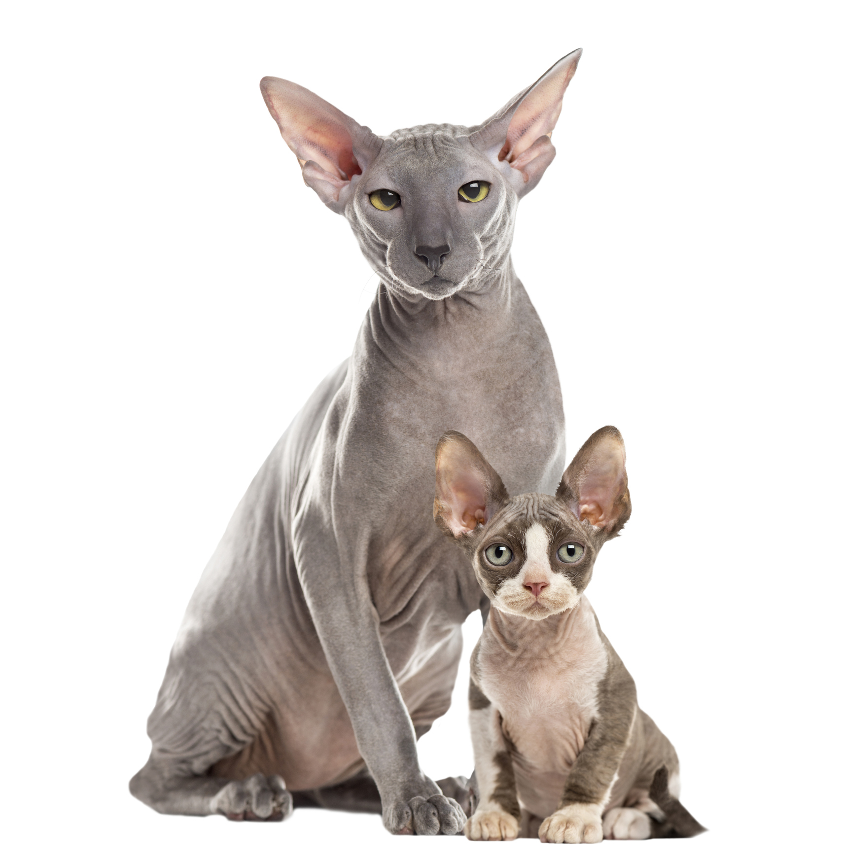 Peterbald Mixed Cat Breed Information & Characteristics