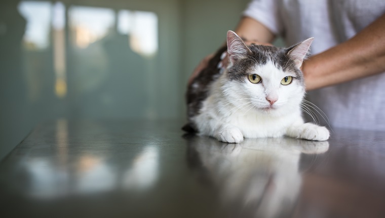 Bladder Stones In Cats: Symptoms, Causes, & Treatments - CatTime