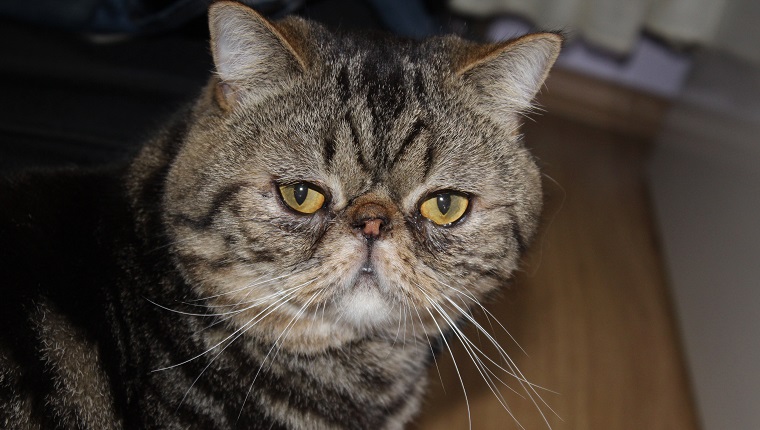 Chinese Li Hua Cat Breed Information & Characteristics