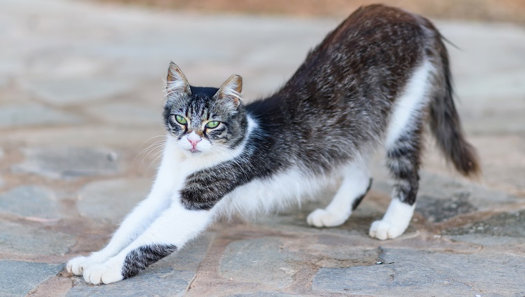 Cyprus Cat Breed Pictures, Characteristics, & Facts